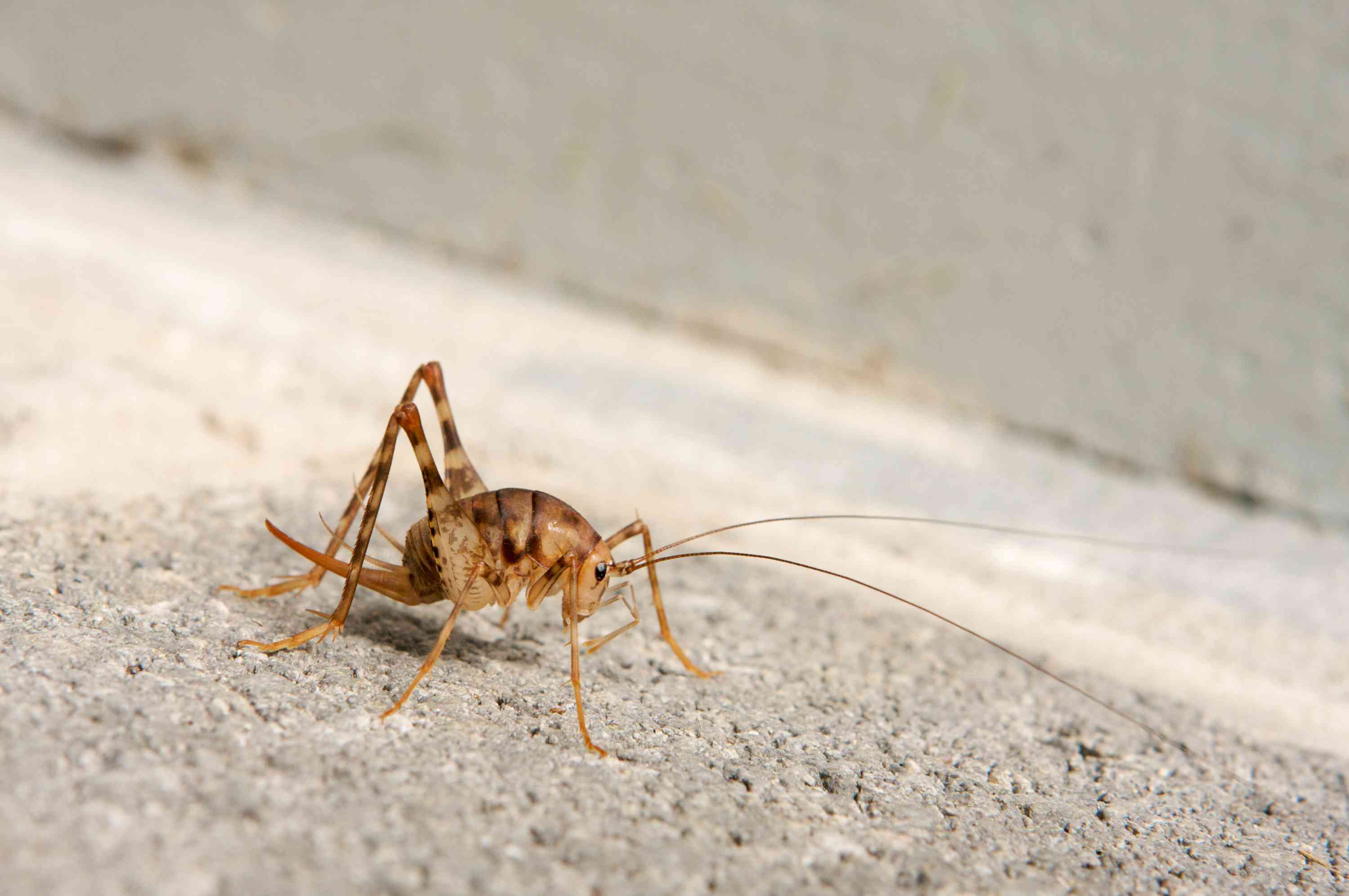 How to Get Rid of Spider Crickets (Fast DIY Guide)